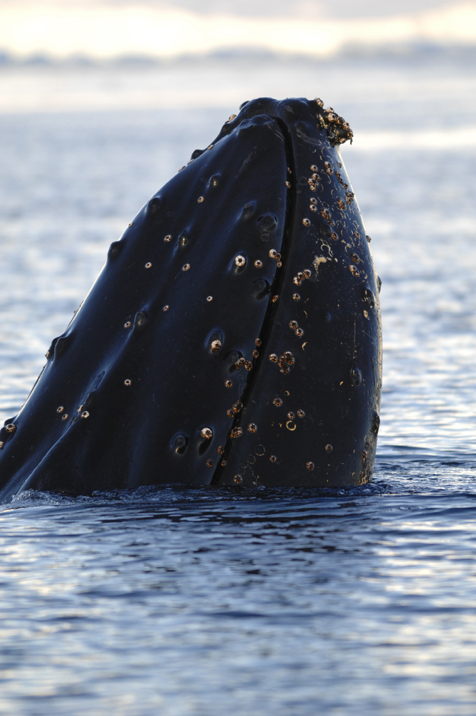 Spy-Hoppity-Hop_ASF – Tagging Whales in the Antarctic Seas