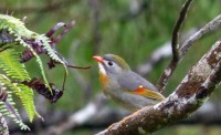 Killing Birds: invasive species in Hawaii – Birds in a Changing World