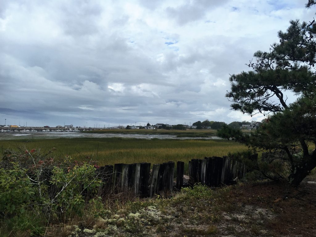 Cape Cod Salt Marshes – Exploring Green