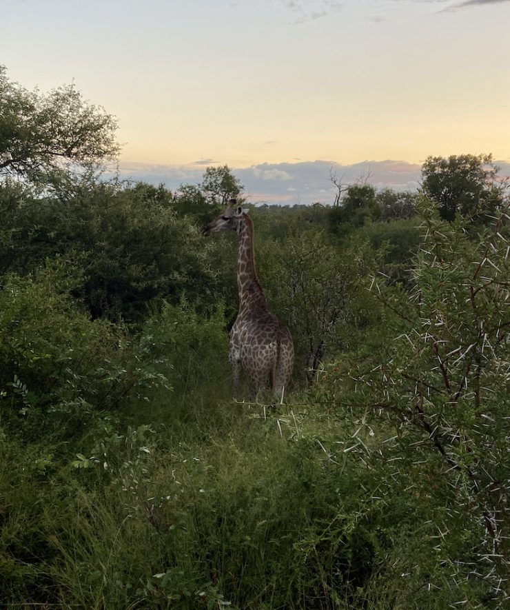 Do you know what a savanna is really? – African Savanna Ecology